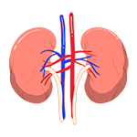 Karma Ayurveda - Best Ayurvedic Hospital For Kidney Treatment