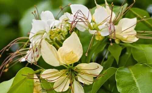 5 Best Creatinine Control Medicines in Ayurveda